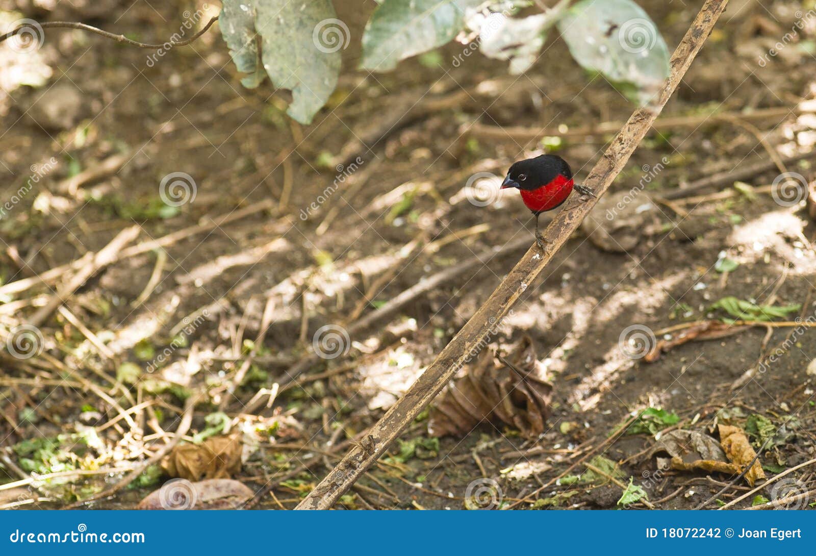 The rare Western Bluebill stock photo. Image of color - 18072242