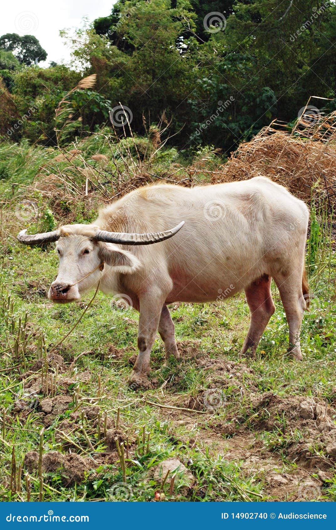 Rare White Albino Carabao Buffalo Stock Photo - Image of gigantic ...