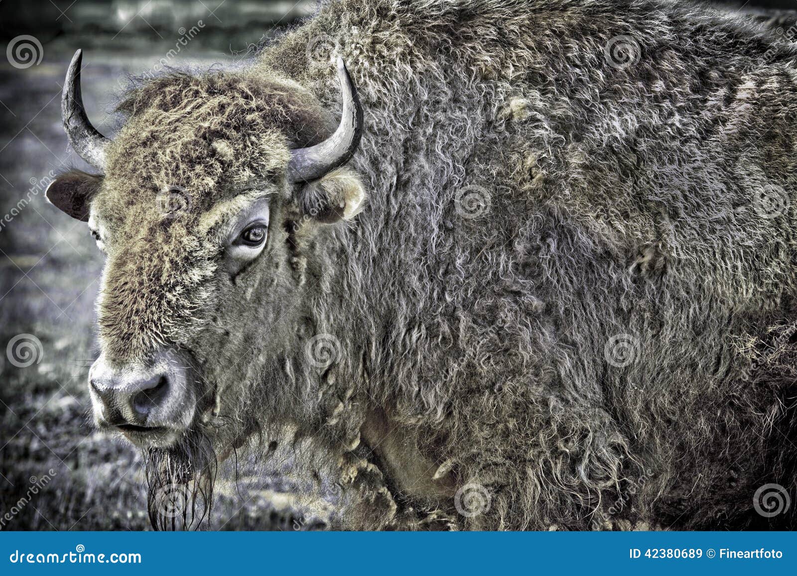 Rare White Buffalo stock image. Image of native, prophecy - 42380689