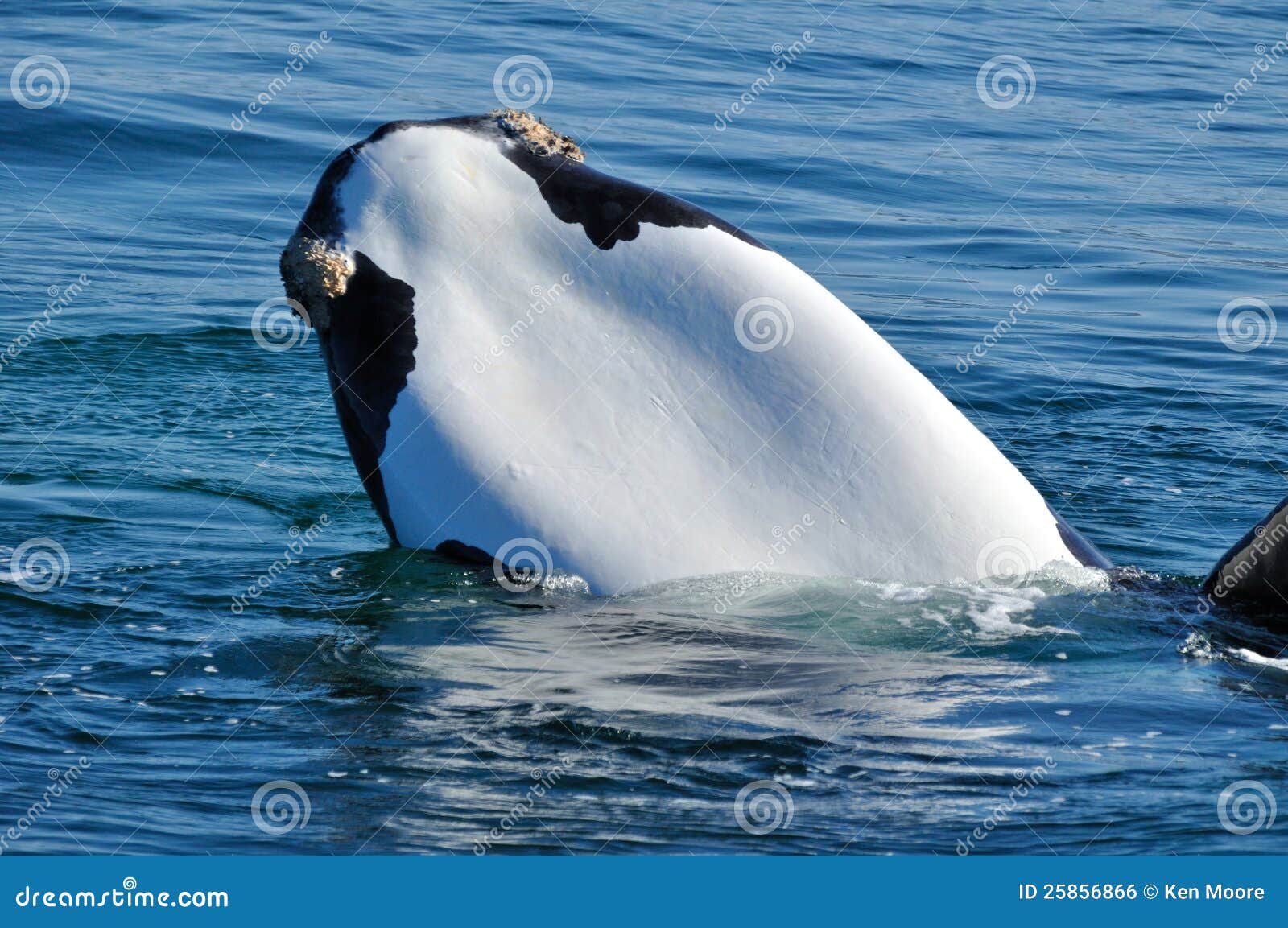 Rare White Chinned S R Whale Stock Photo - Image of water, beach: 25856866