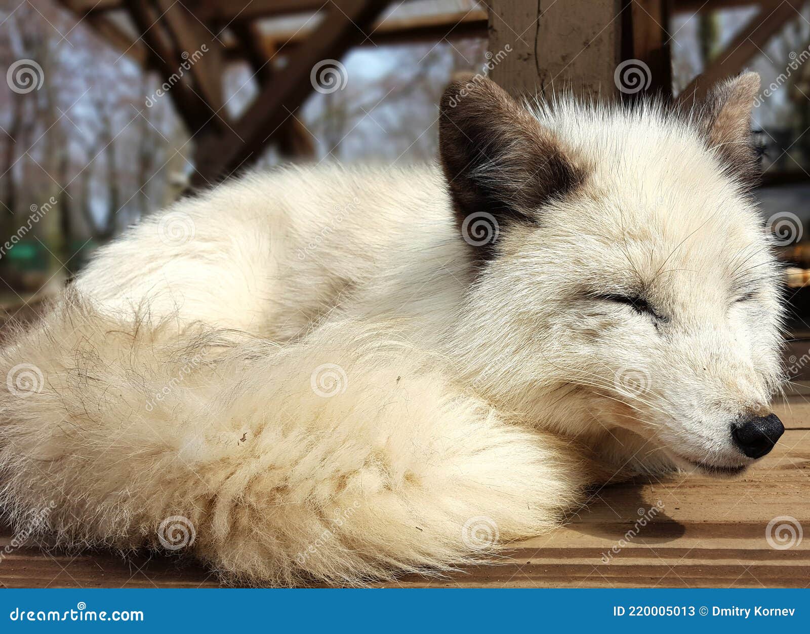A Rare White Fox is Sleeping on a Wooden Bed Stock Image - Image of ...