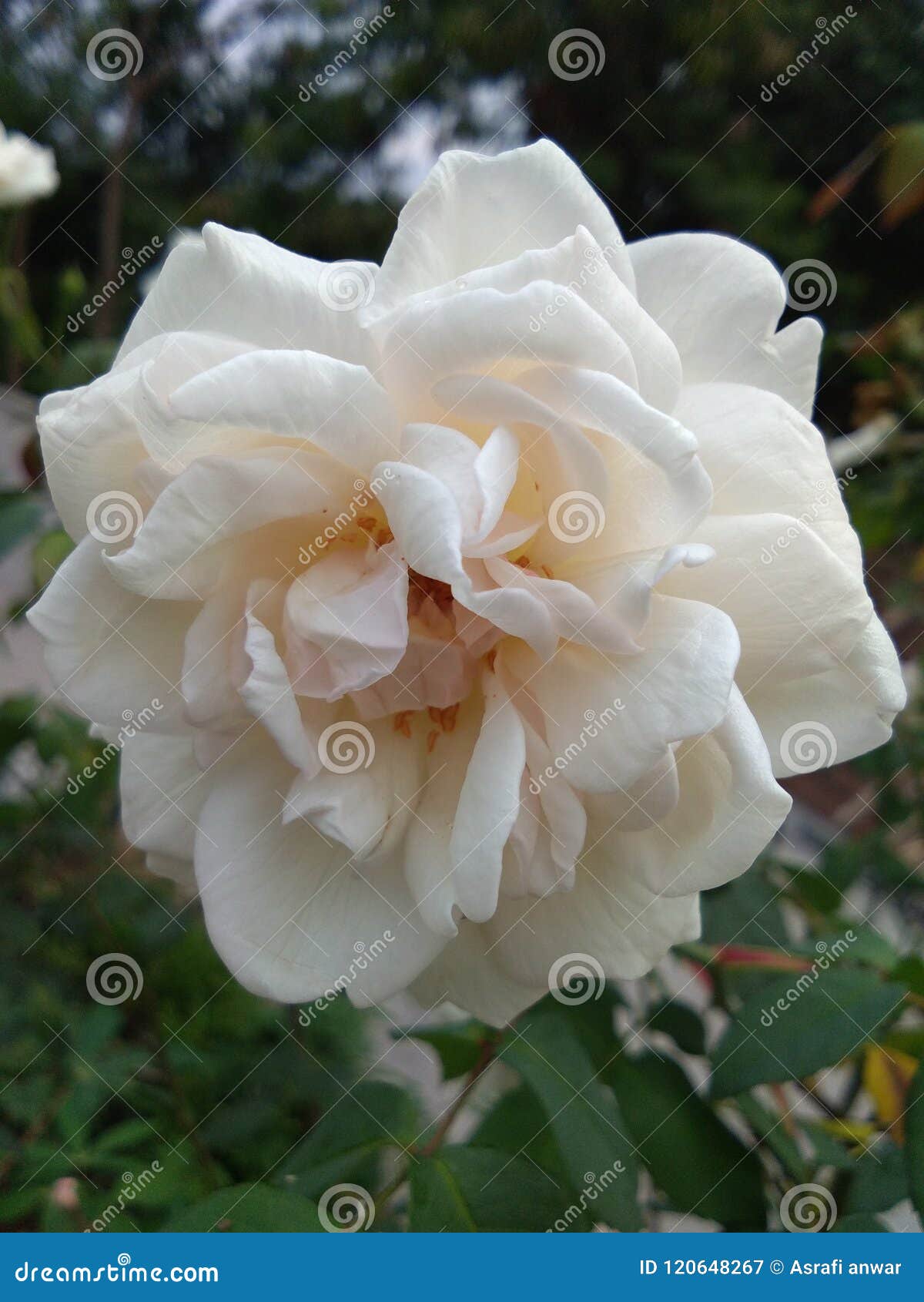 Rare white roses stock image. Image of roses, rare, white - 120648267