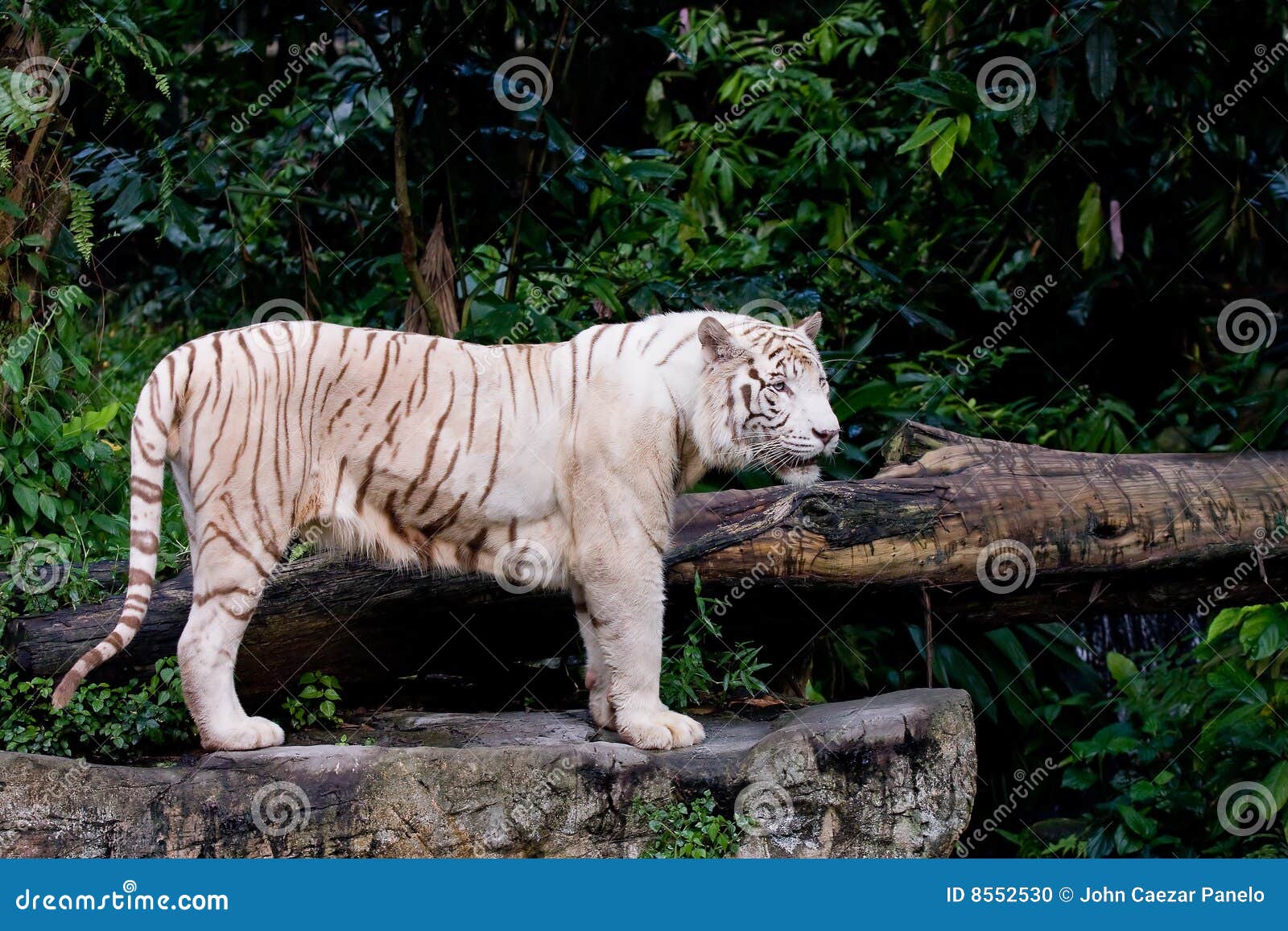 Rare white tiger stock photo. Image of outdoor, huge, park - 8552530