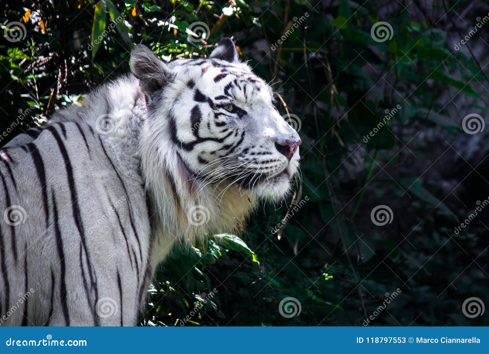 A rare white tiger stock image. Image of carnivore, sumatran - 118797553