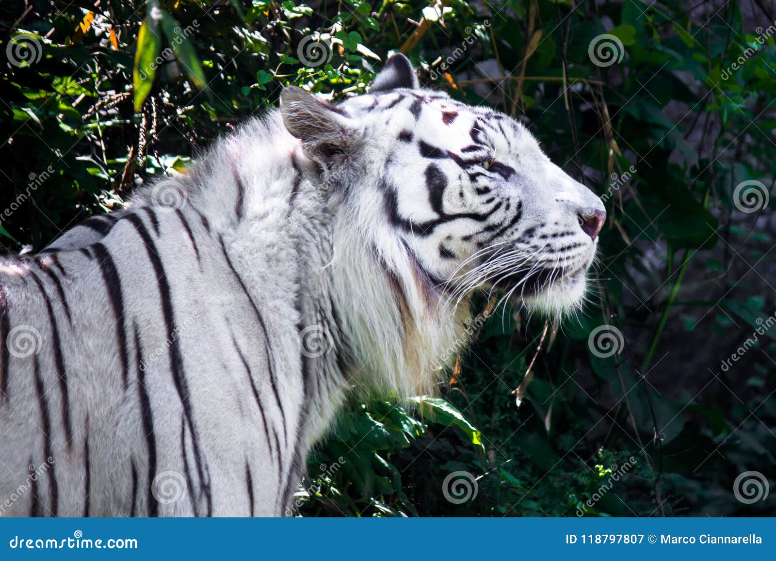 A rare white tiger stock image. Image of asian, mammal - 118797807