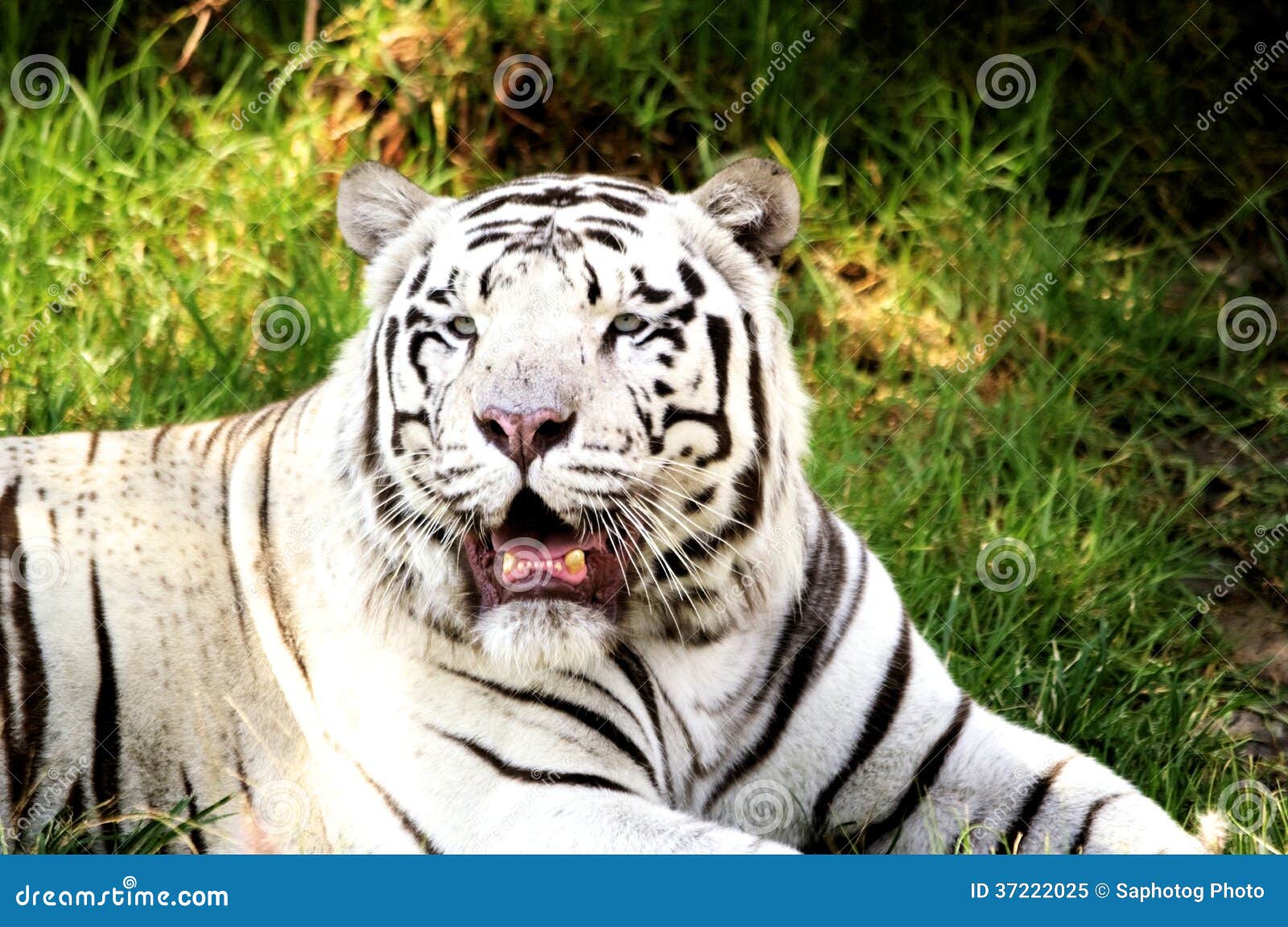 Rare White Tiger Royalty-Free Stock Photography | CartoonDealer.com ...