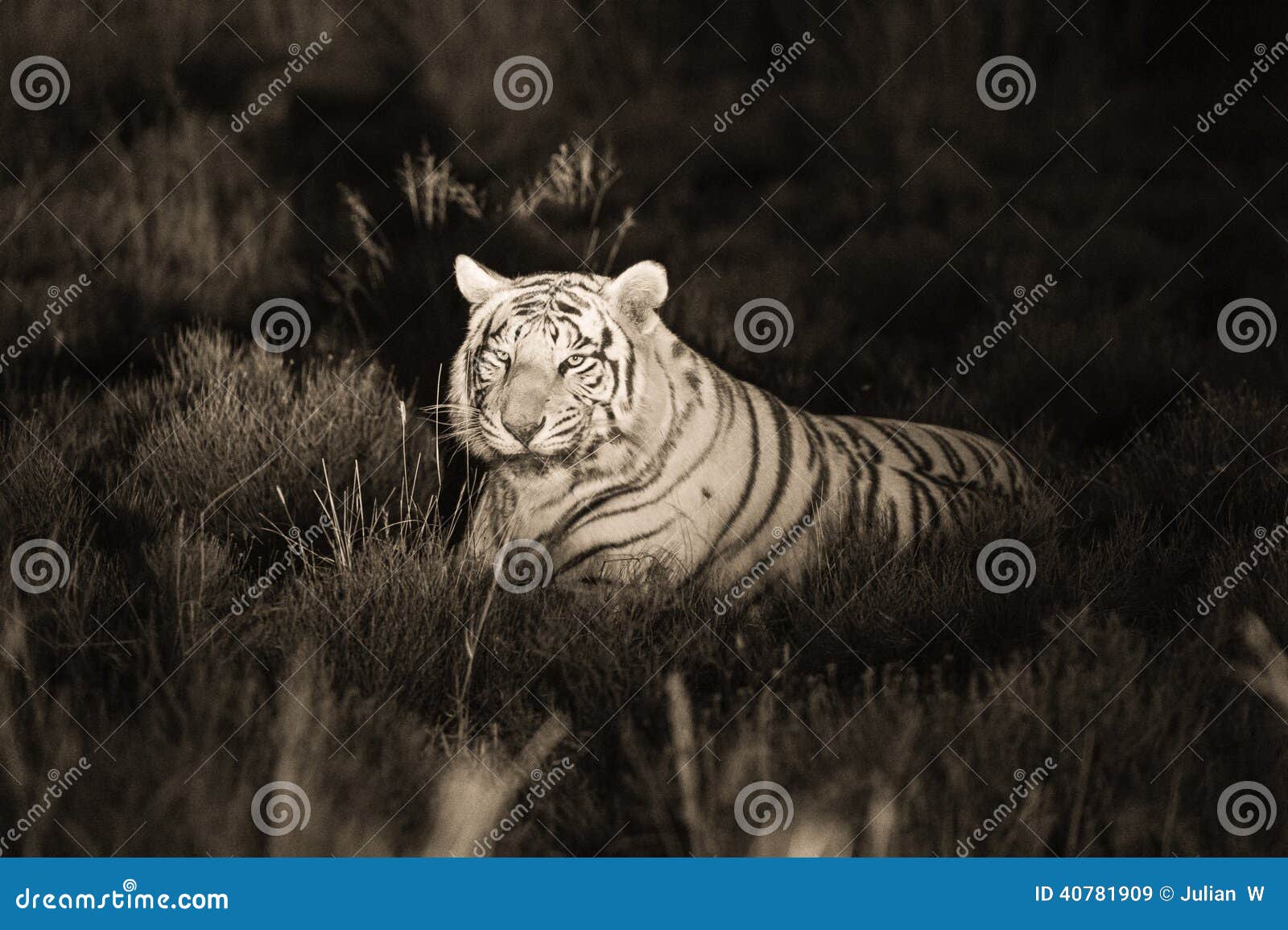 A Rare White Tiger in the Wild Stock Image - Image of black, large ...