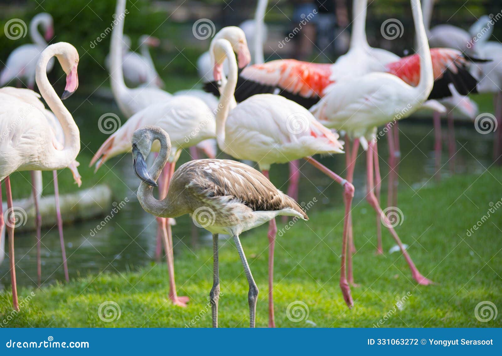 Rare Wild Animals Raised in Open Zoos in Their Natural Environment ...