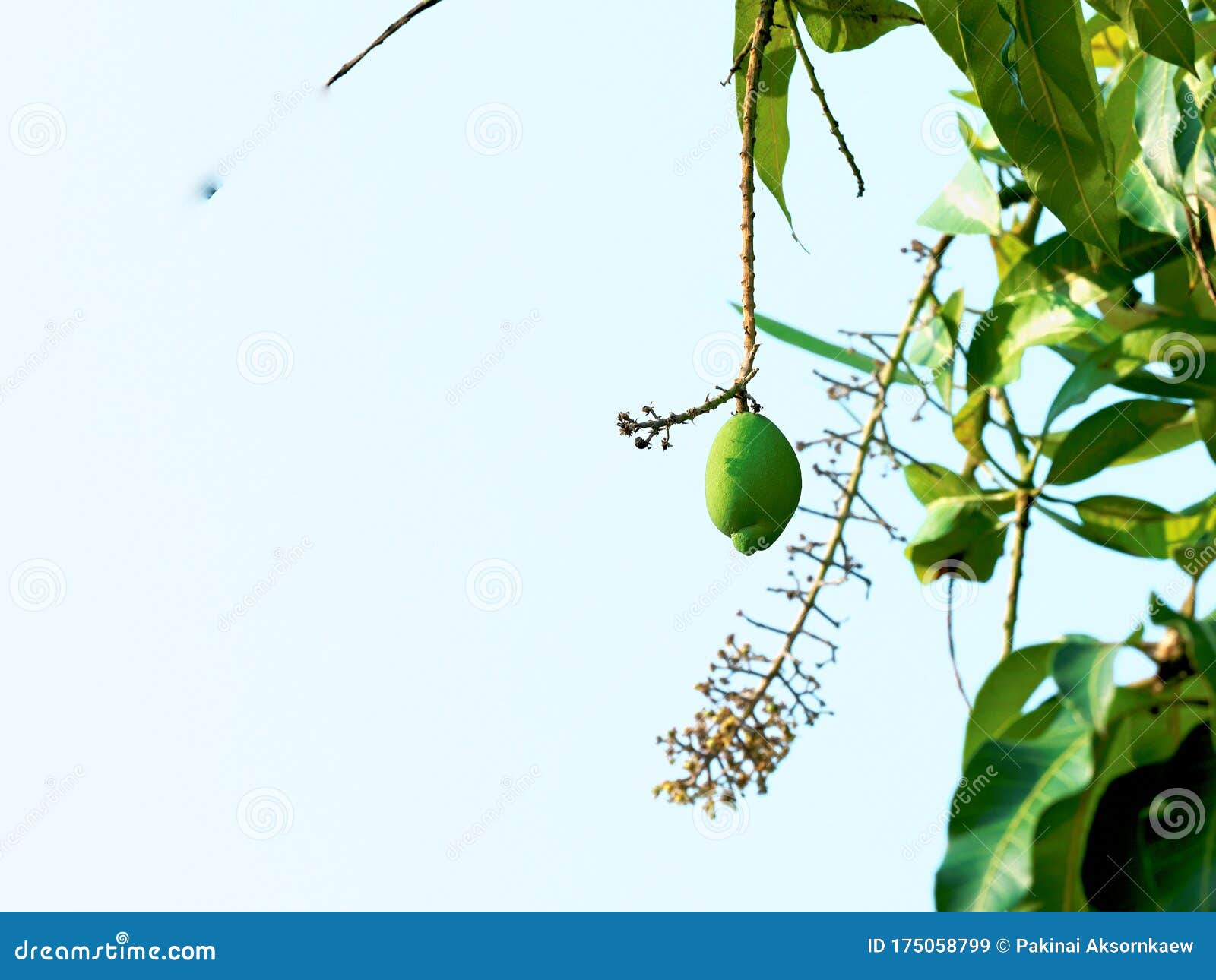 Rare wild mango stock image. Image of bird, capsicum - 175058799