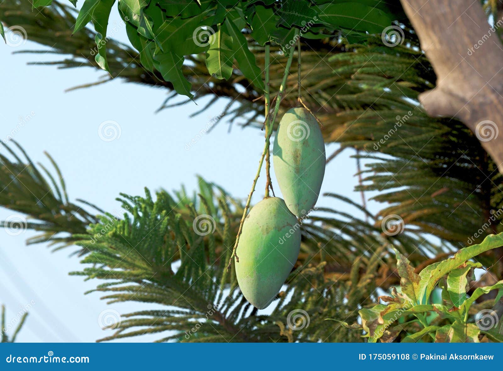 Rare wild mango stock photo. Image of thai, shoot, panasonic - 175059108