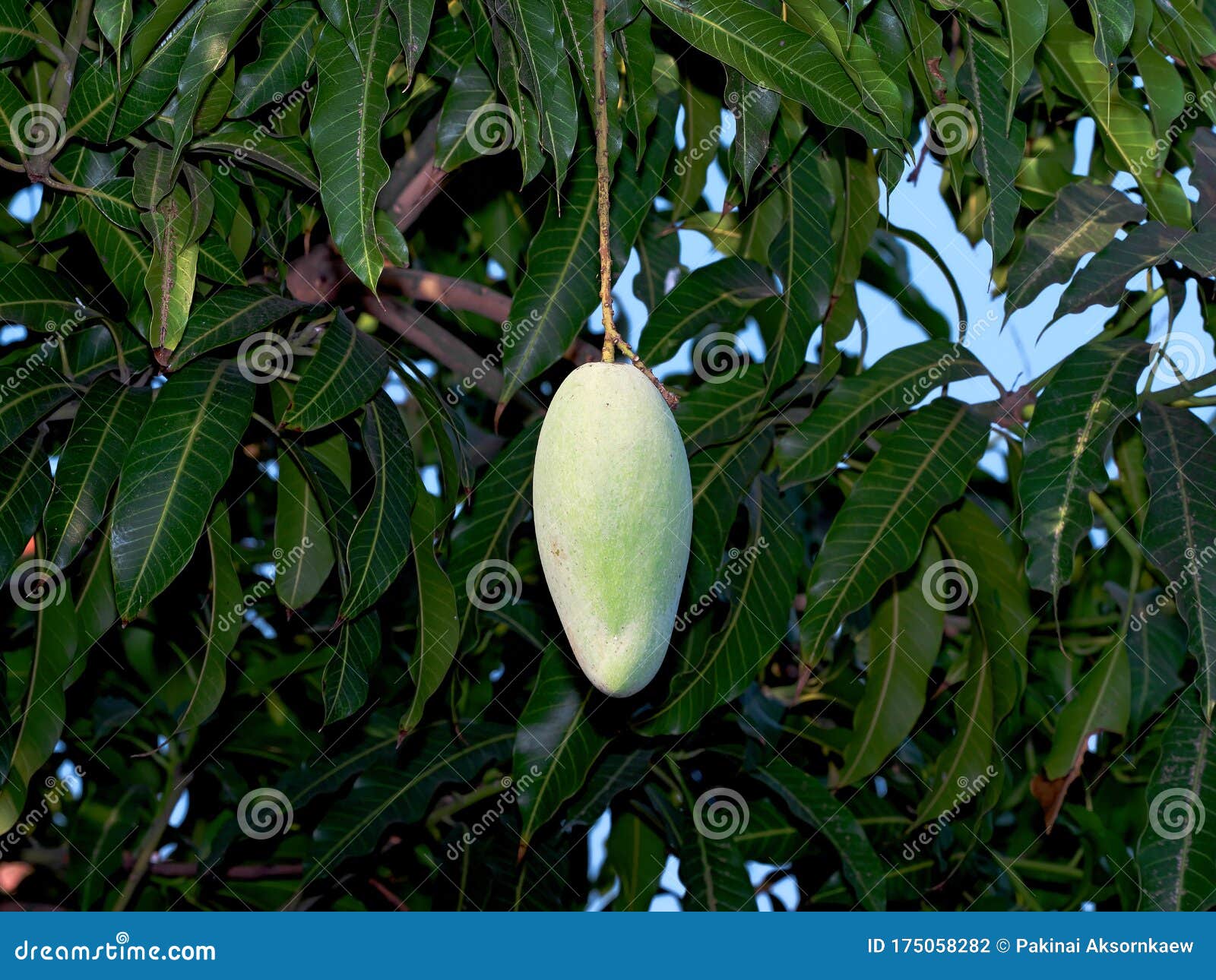 Rare wild mango stock photo. Image of apocynaceae, rare - 175058282