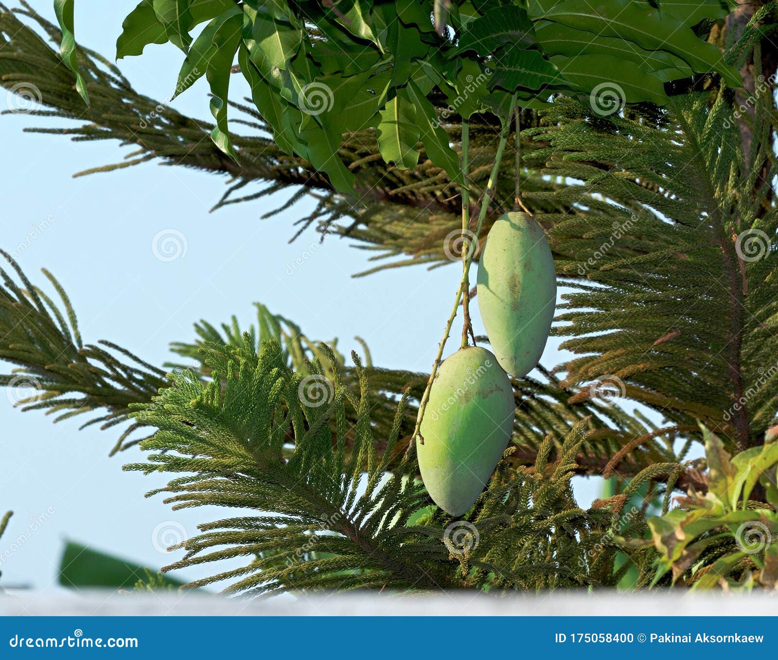 Rare wild mango stock photo. Image of purple, panasonicg9 - 175058400