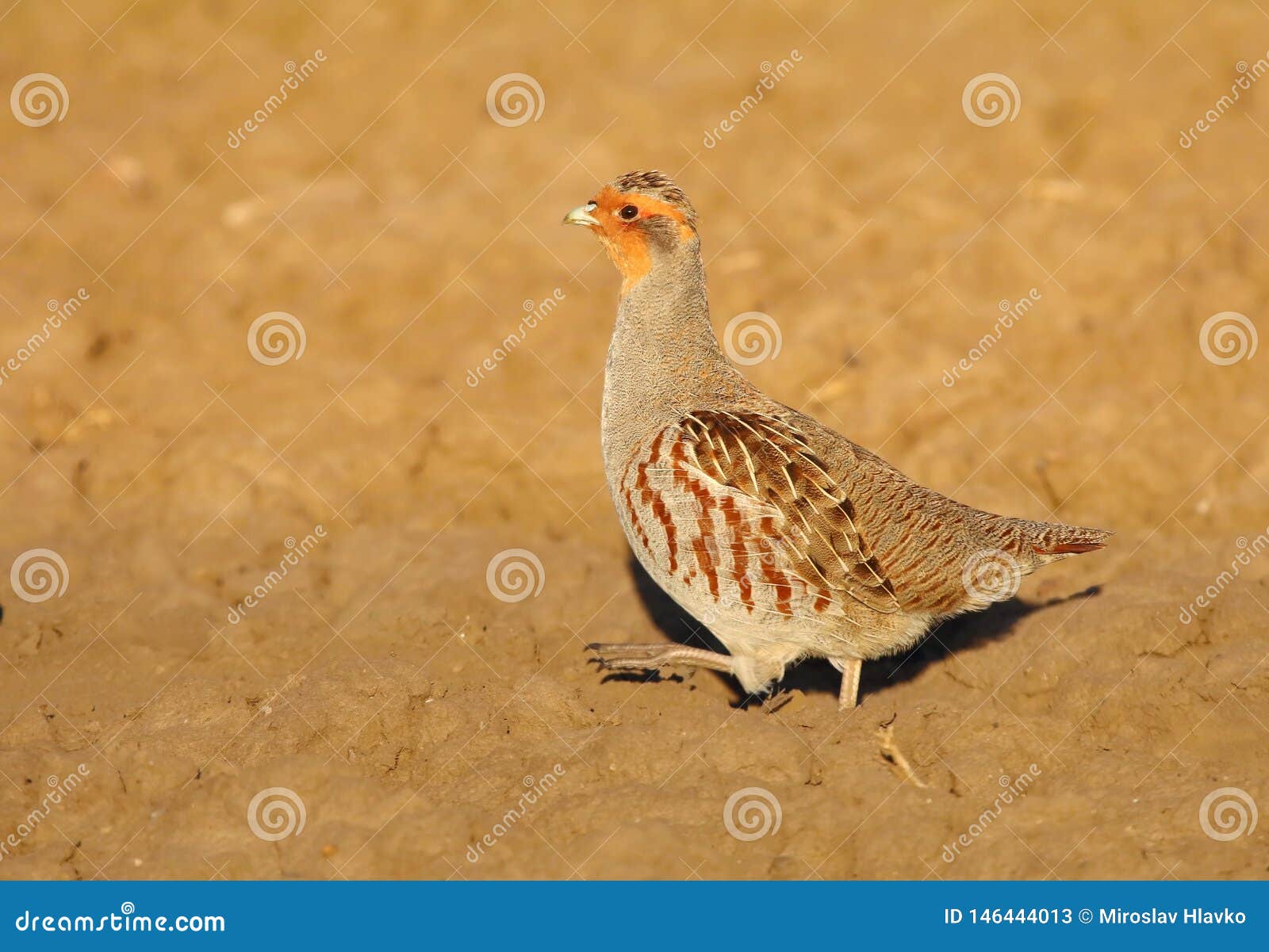 Rare Wild Partridge Perdix Perdix Stock Image - Image of field ...