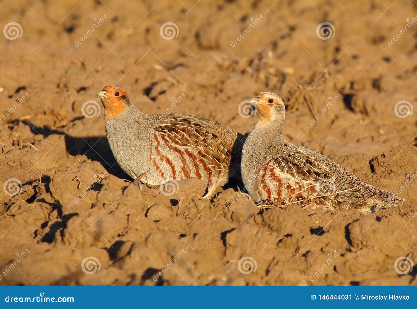 Rare Wild Partridge Perdix Perdix Stock Image - Image of wildlife ...