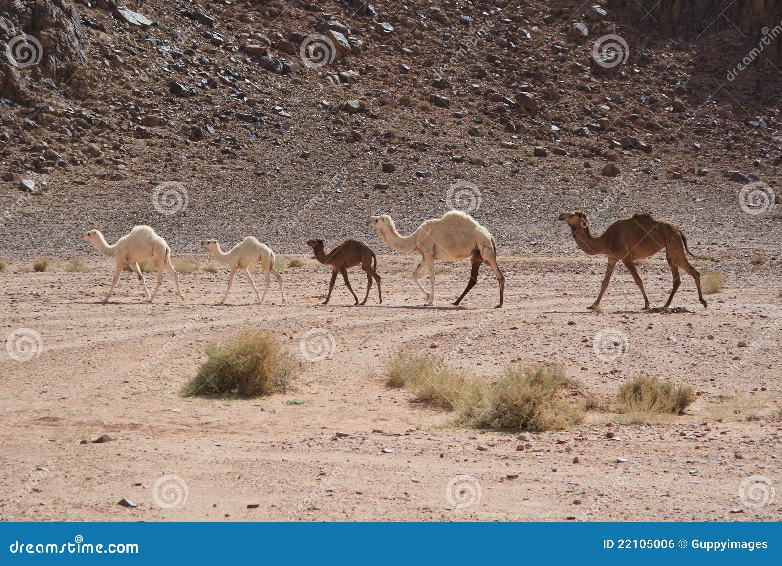 Rare Wild White Camel Family Stock Photo - Image of nature, rare: 22105006
