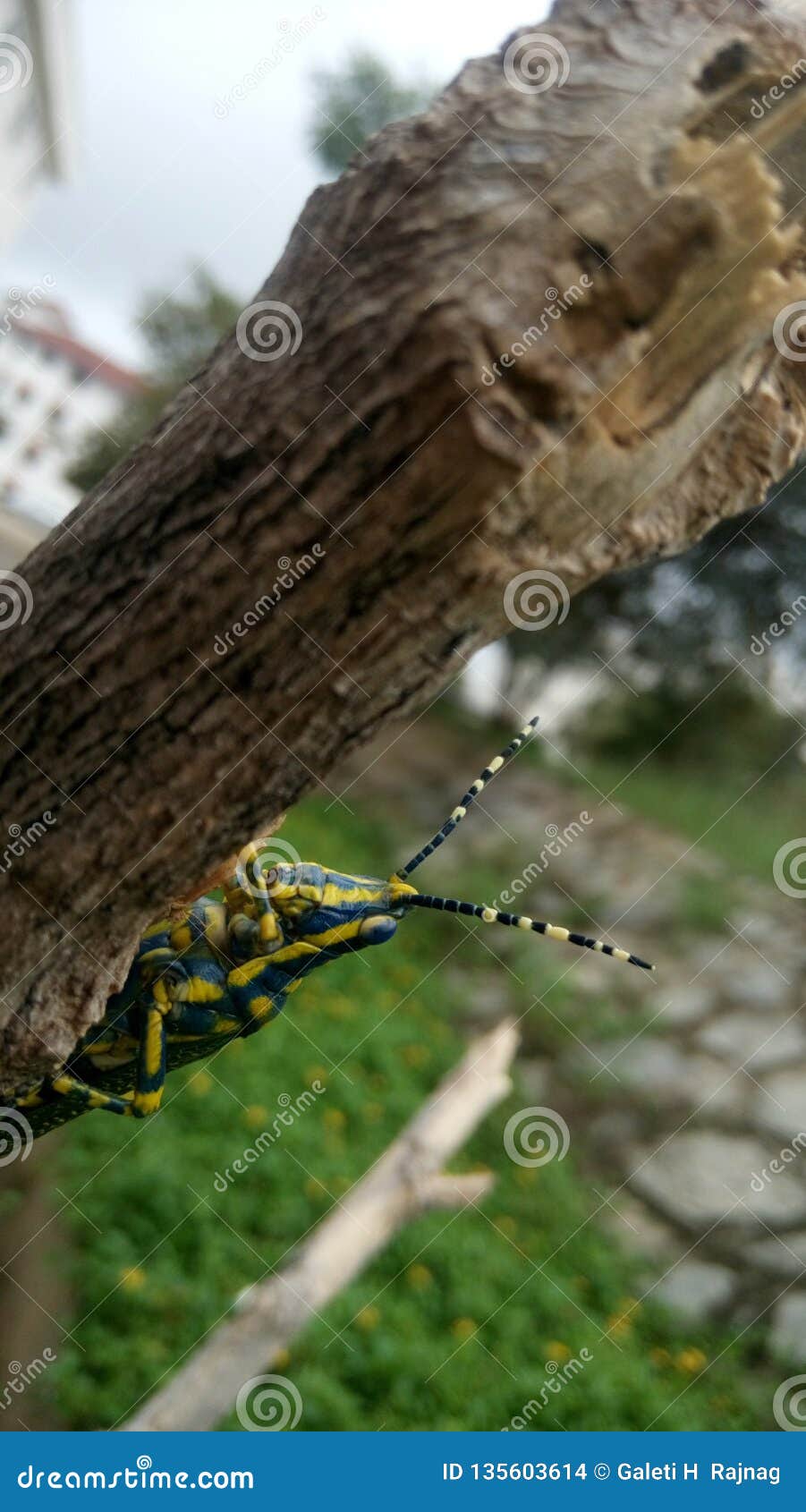 Rare yellow blue insect stock photo. Image of yellow - 135603614