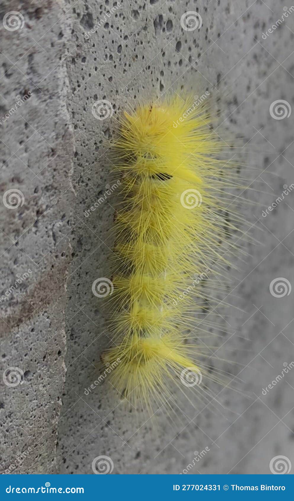 Rare Yellow Caterpillar Crawling on the Wall Stock Image - Image of ...