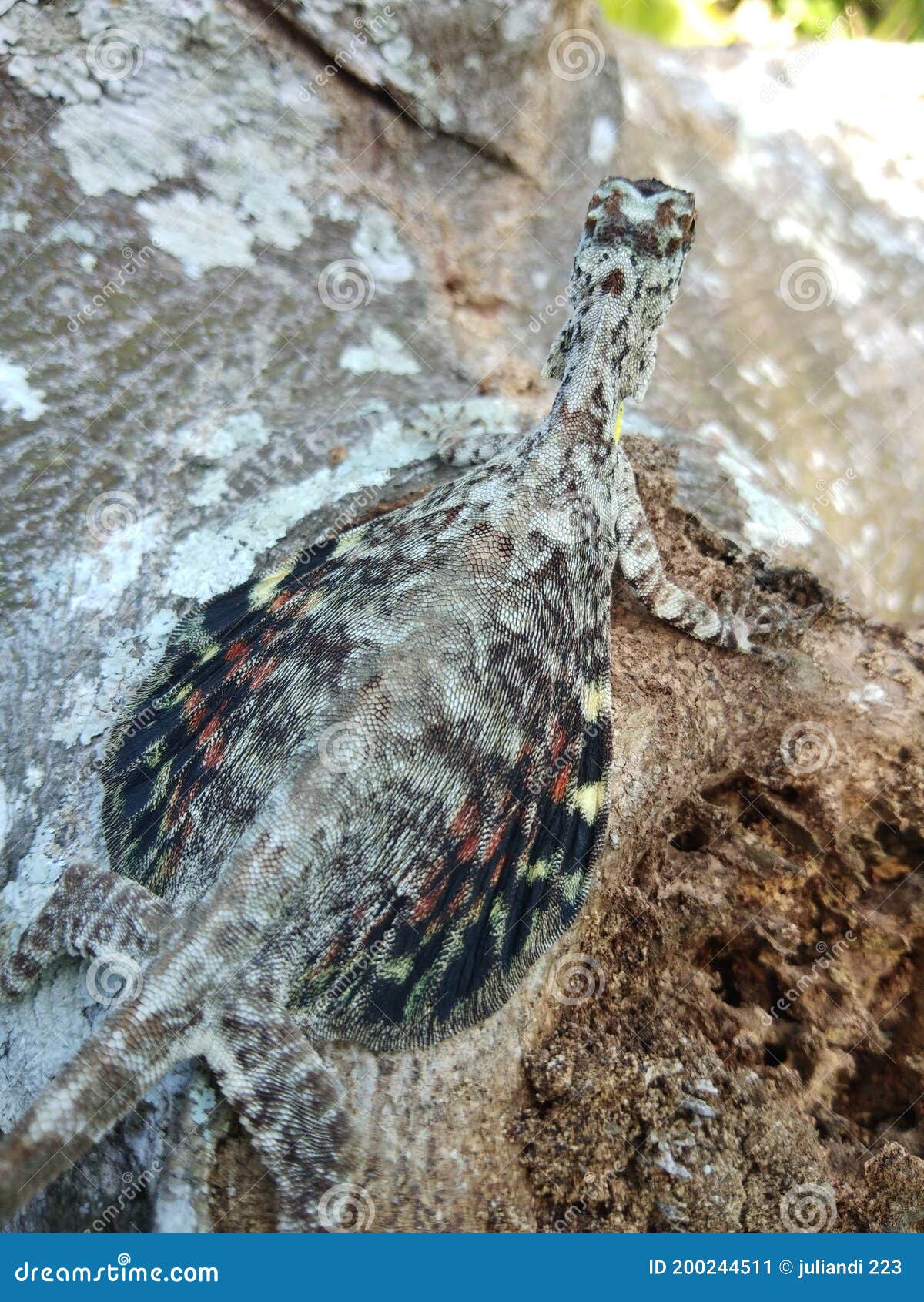 Rarest flying lizard stock image. Image of person, building - 200244511
