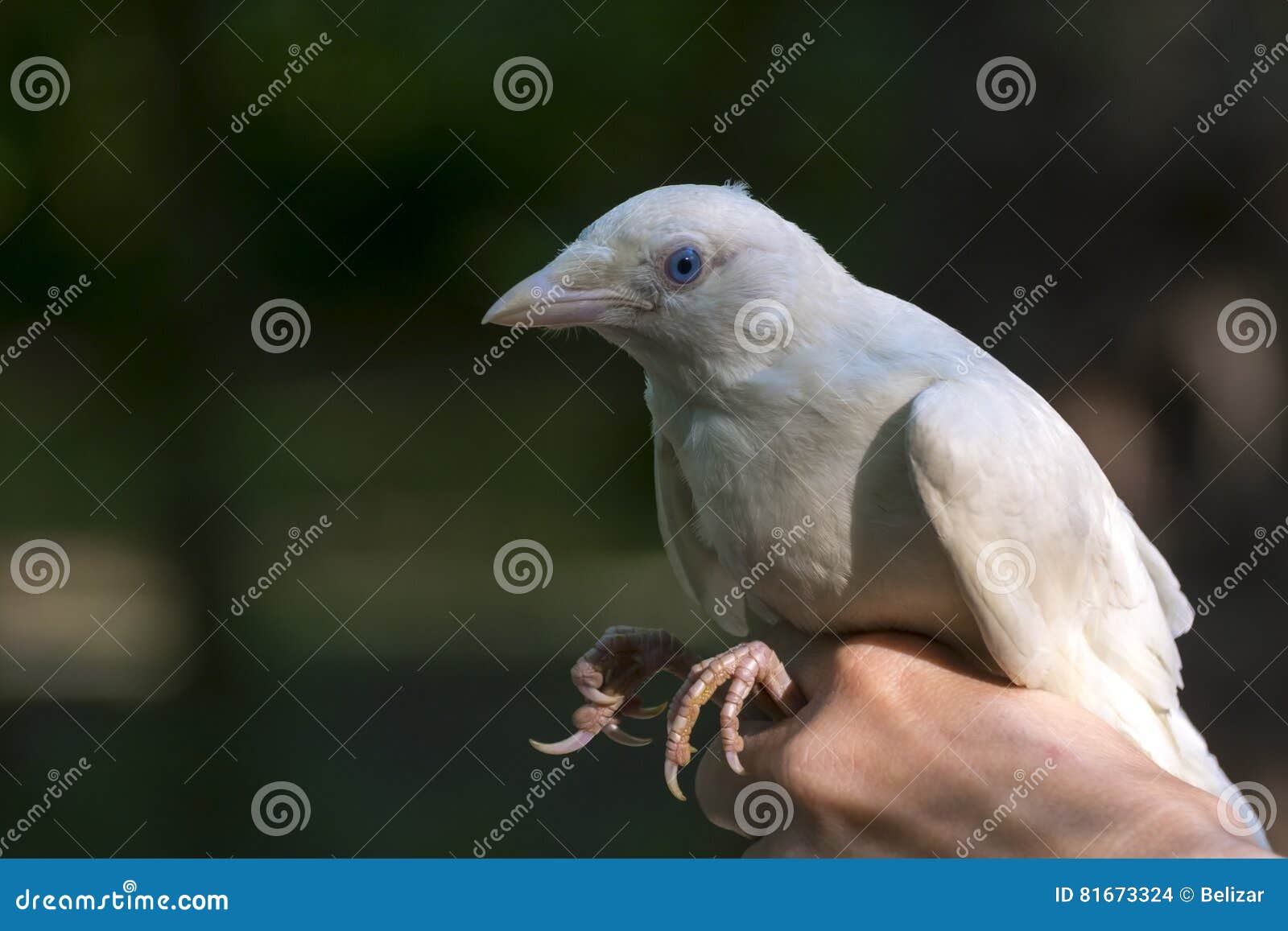 Raro como grajo blanco foto de archivo. Imagen de corvus - 81673324