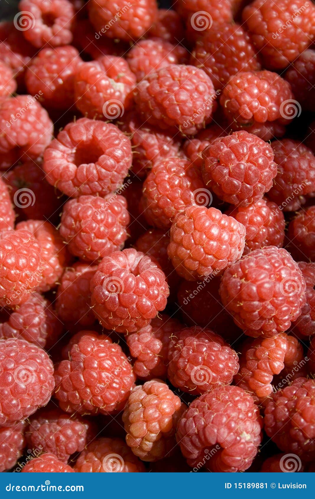 Rasberries stock image. Image of season, rasberry, closeup - 15189881
