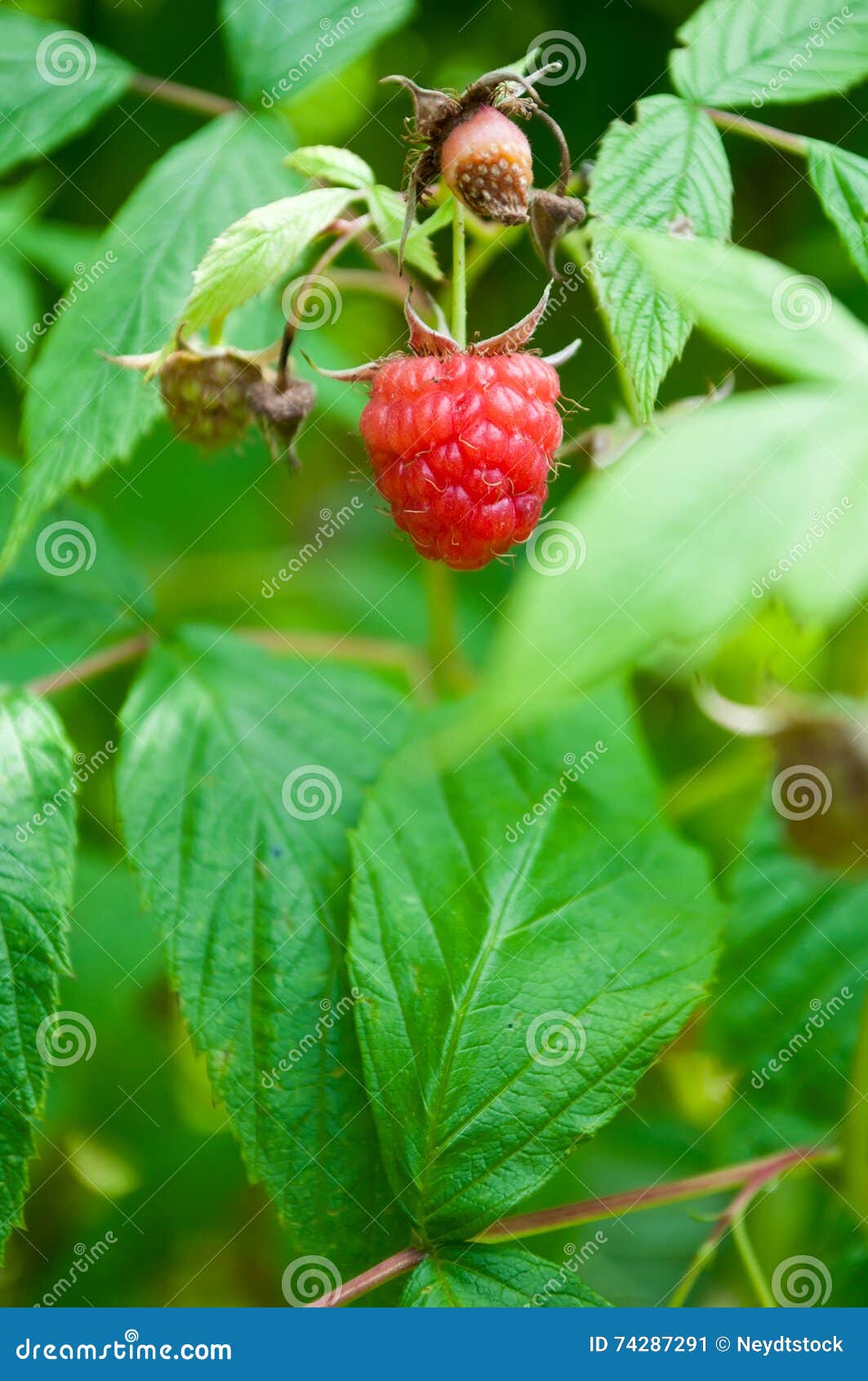 Rasberries in a Vegetable Garden Stock Image - Image of season, bush ...