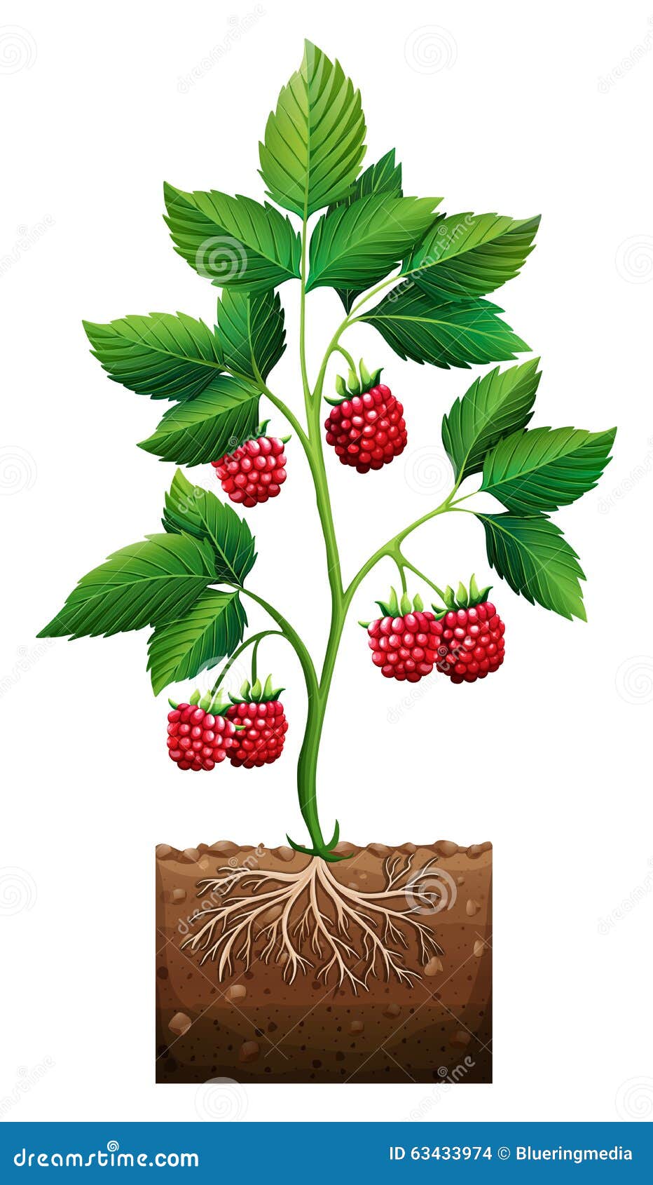 Rasberry Planting in the Ground Stock Vector - Illustration of clip ...