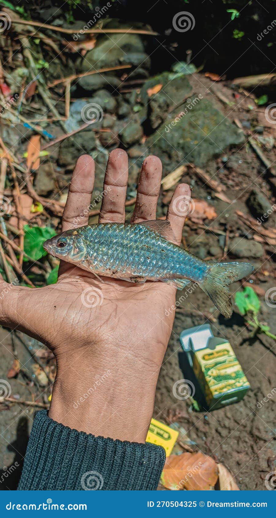 Rasbora Barbodes Binotatus Fish Stock Image - Image of soil, binotatus ...