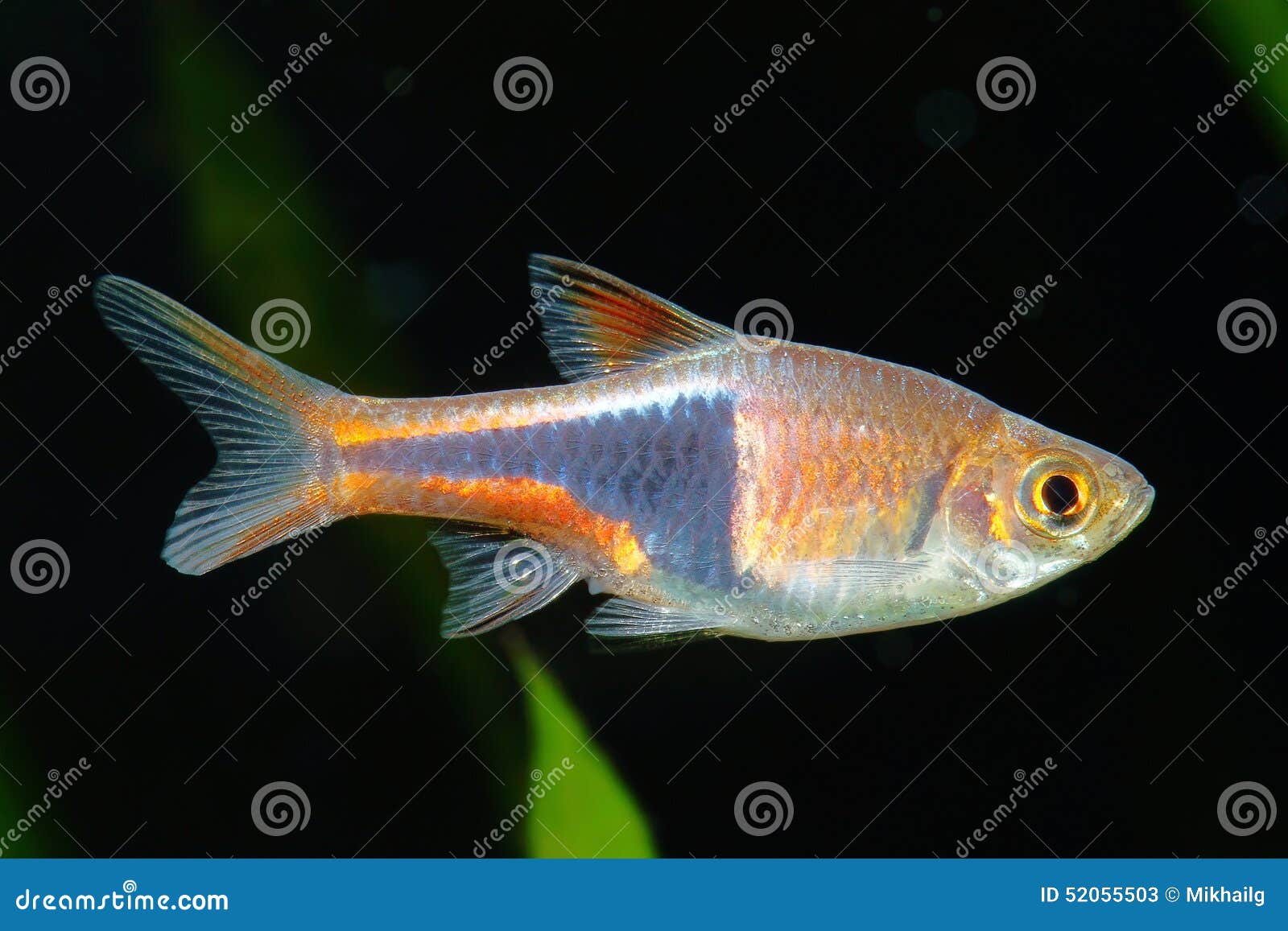 Harlequin Rasbora Freshwater Fish - Trigonostigma Heteromorpha Royalty ...