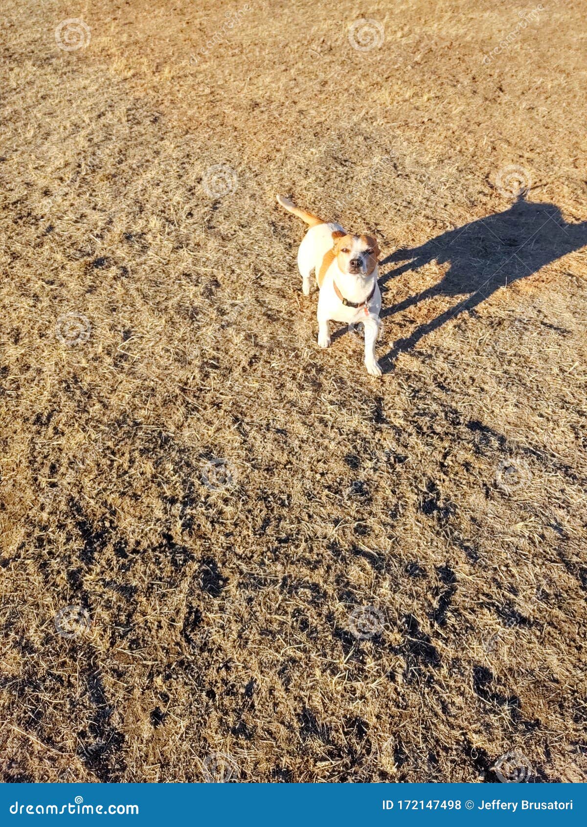 Rascal the Family Dog and His Shadow Stock Photo - Image of playful ...