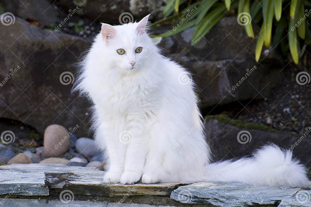 Rascal in am light stock photo. Image of amber, paws, bricks - 7503012