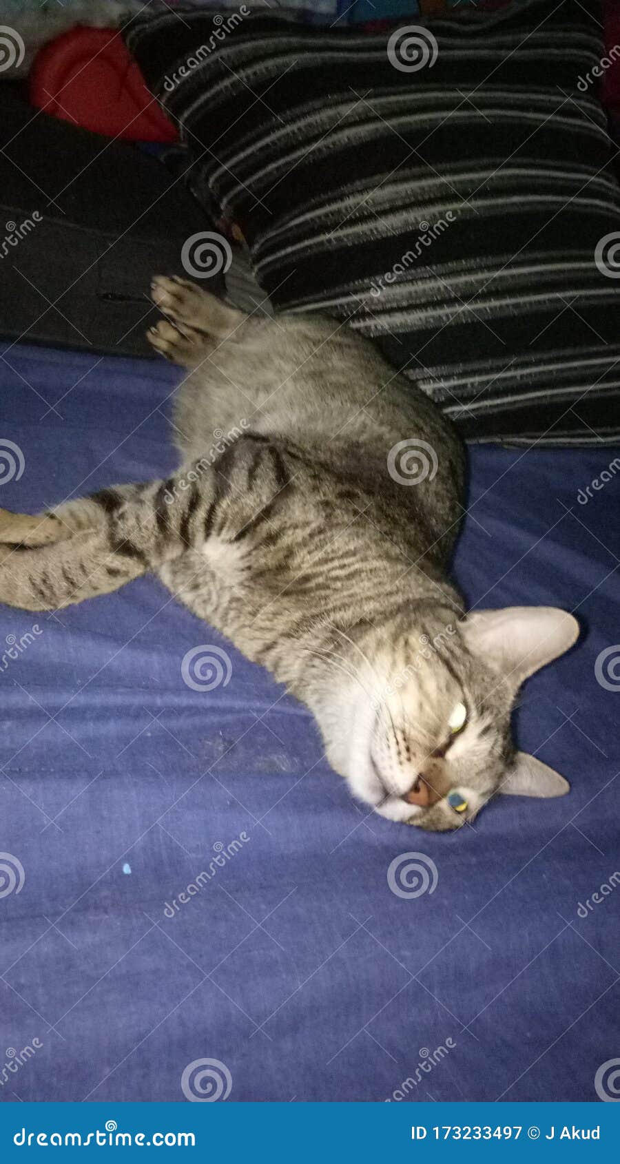 Rascal the Naughty Tabby Cat Stock Image - Image of ears, eyes: 173233497