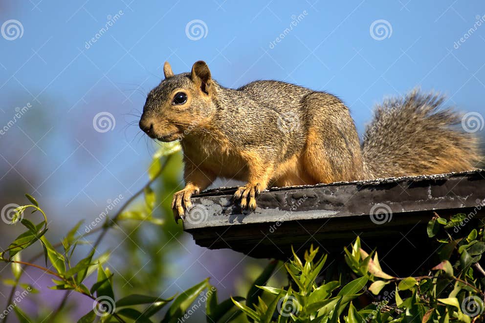 Rascal Rodent stock photo. Image of urban, rico, corner - 19889740