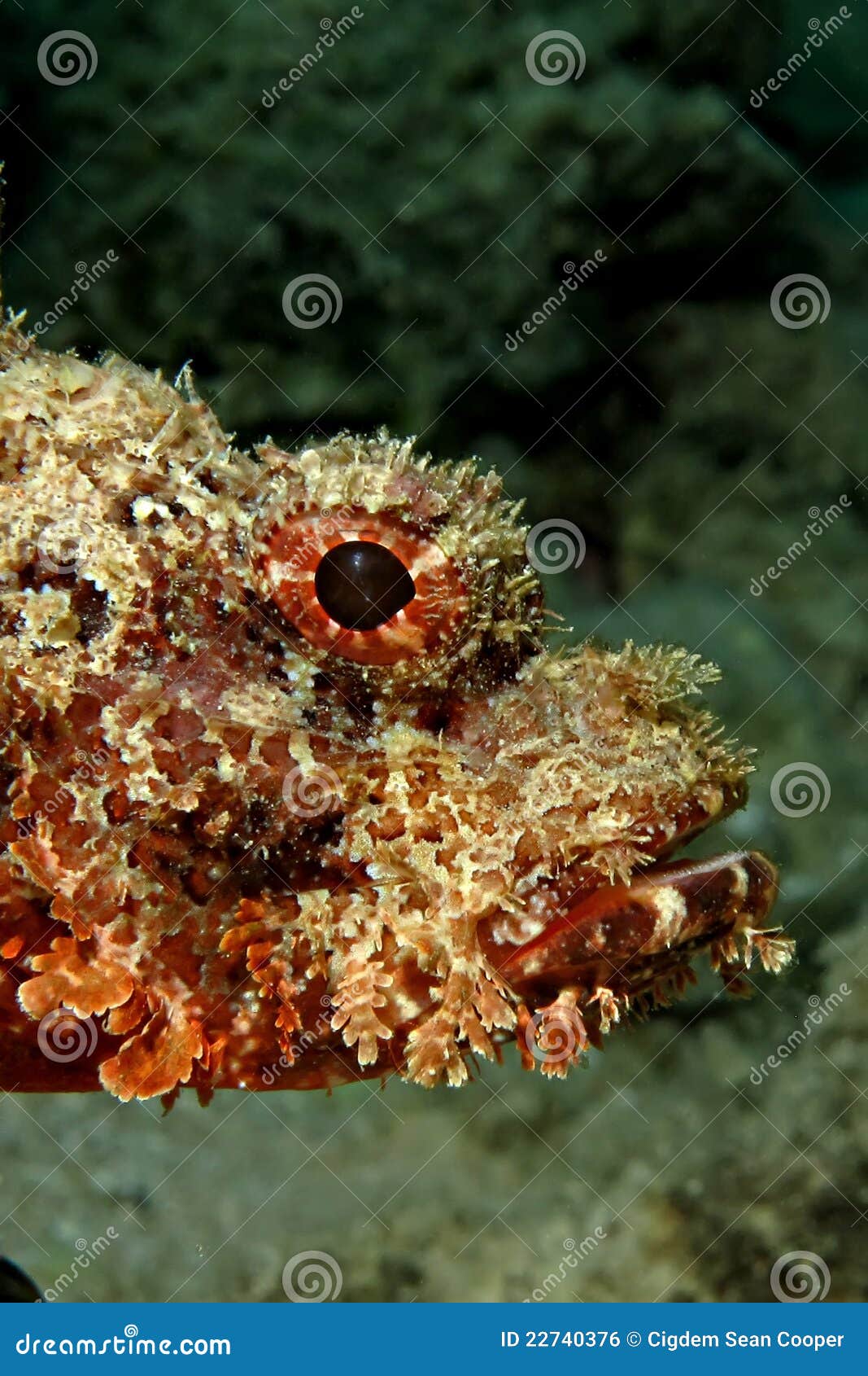 Rascasse photo stock. Image du marin, verticale, tropical - 22740376