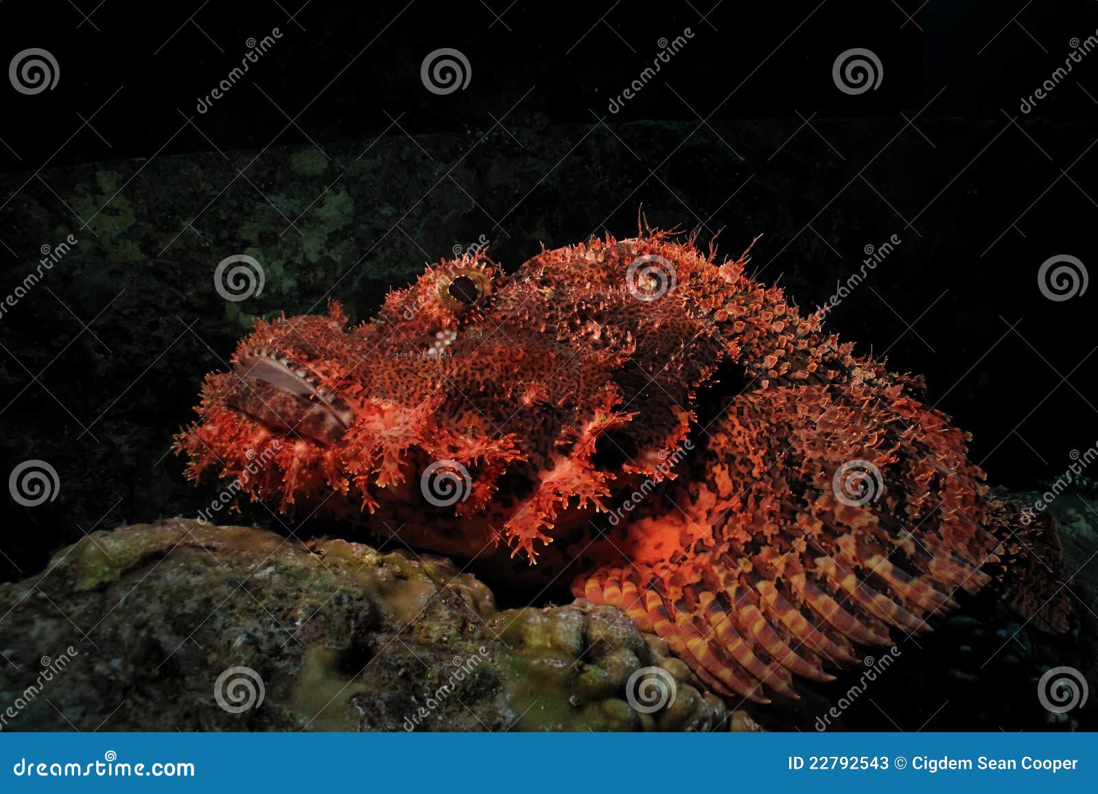 Rascasse image stock. Image du verticale, tropical, tropique - 22792543