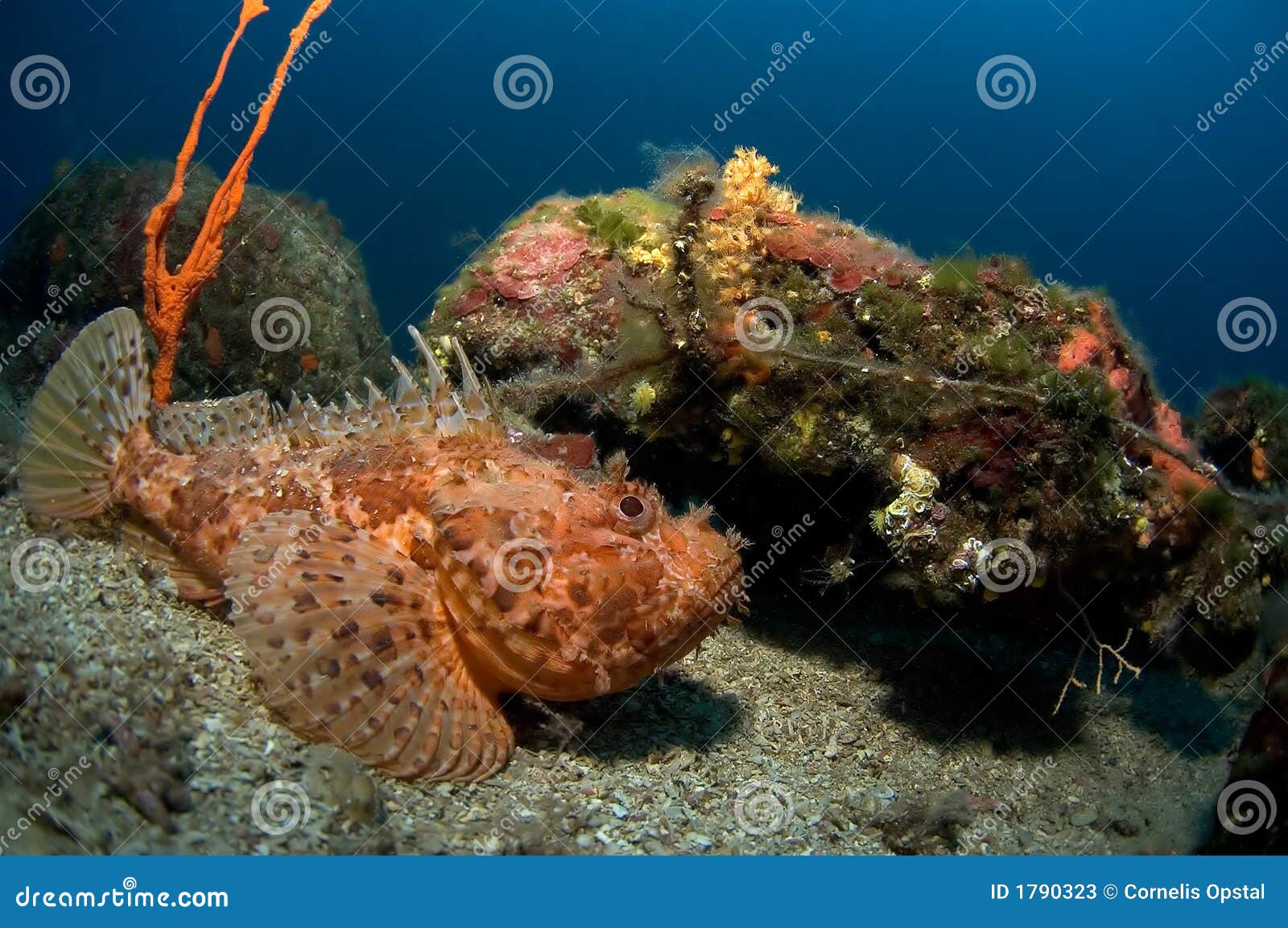 Rascasse Croatie image stock. Image du large, piqué, croatie - 1790323