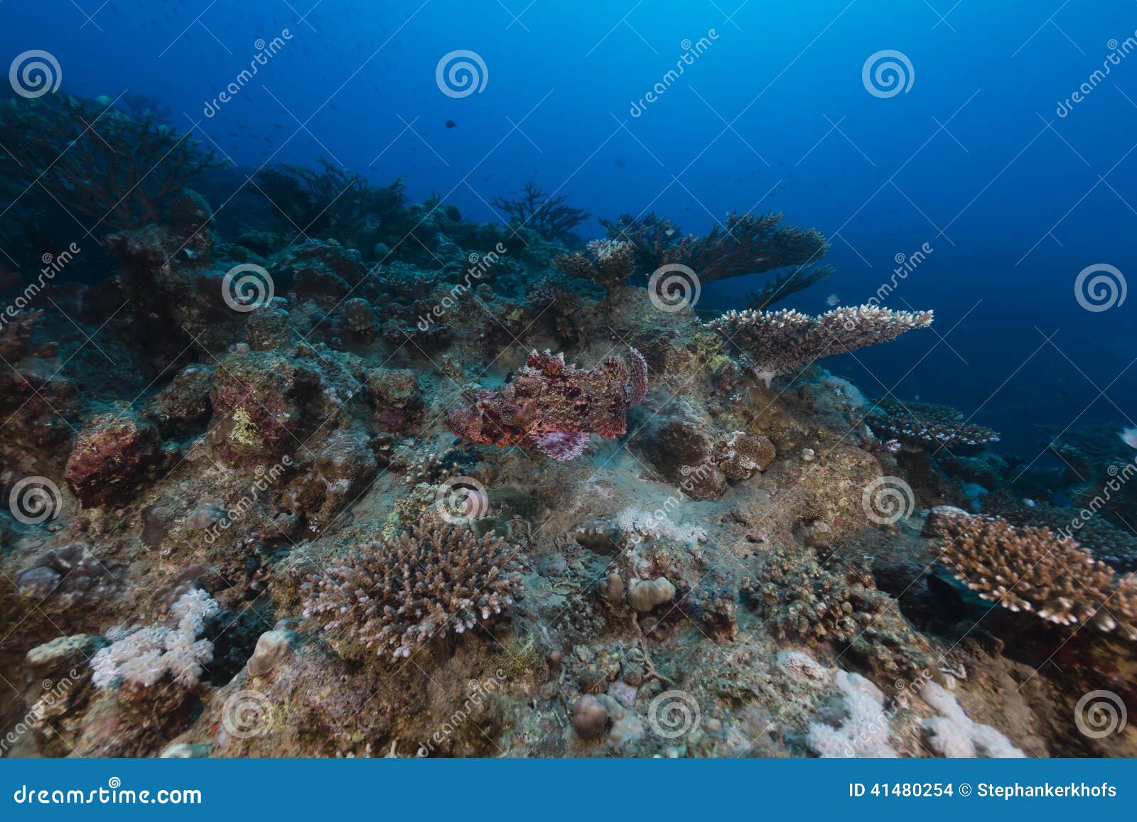Rascasse De Petite Taille En Mer Rouge Photo stock - Image du exotique ...
