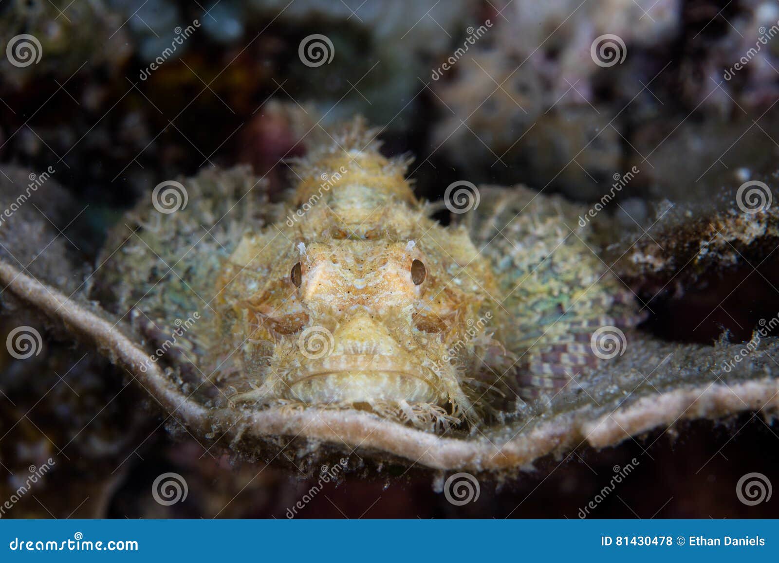 Rascasse jaune photo stock. Image du durée, extraordinaire - 81430478