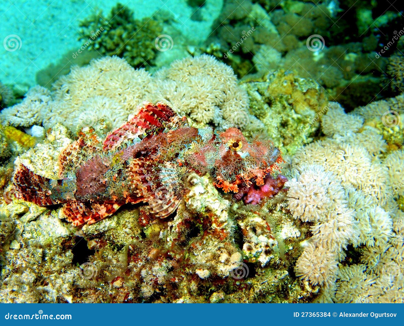 Rascasse, La Mer Rouge, Dahab Photo stock - Image du récif, monde: 27365384
