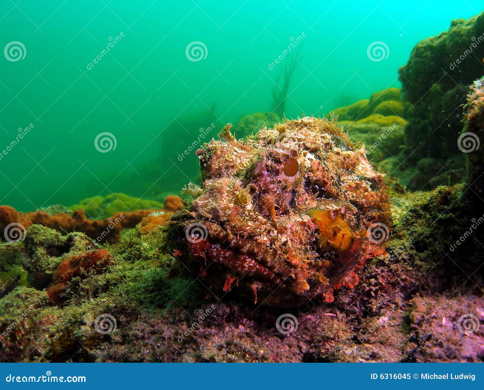 Rascasse repérée image stock. Image du floride, caraïbes - 6316045