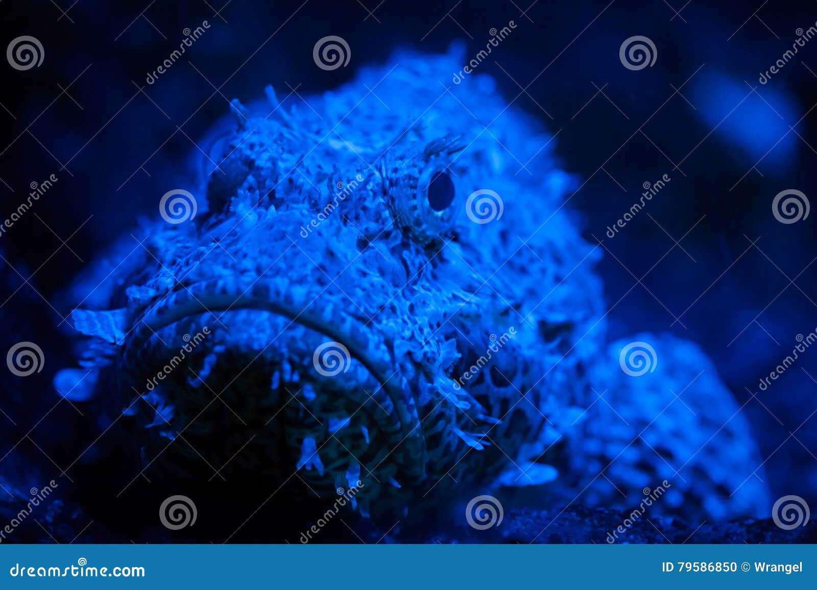 Rascasse Rouge Et X28 ; Scrofa& X29 De Scorpaena ; Photo stock - Image ...