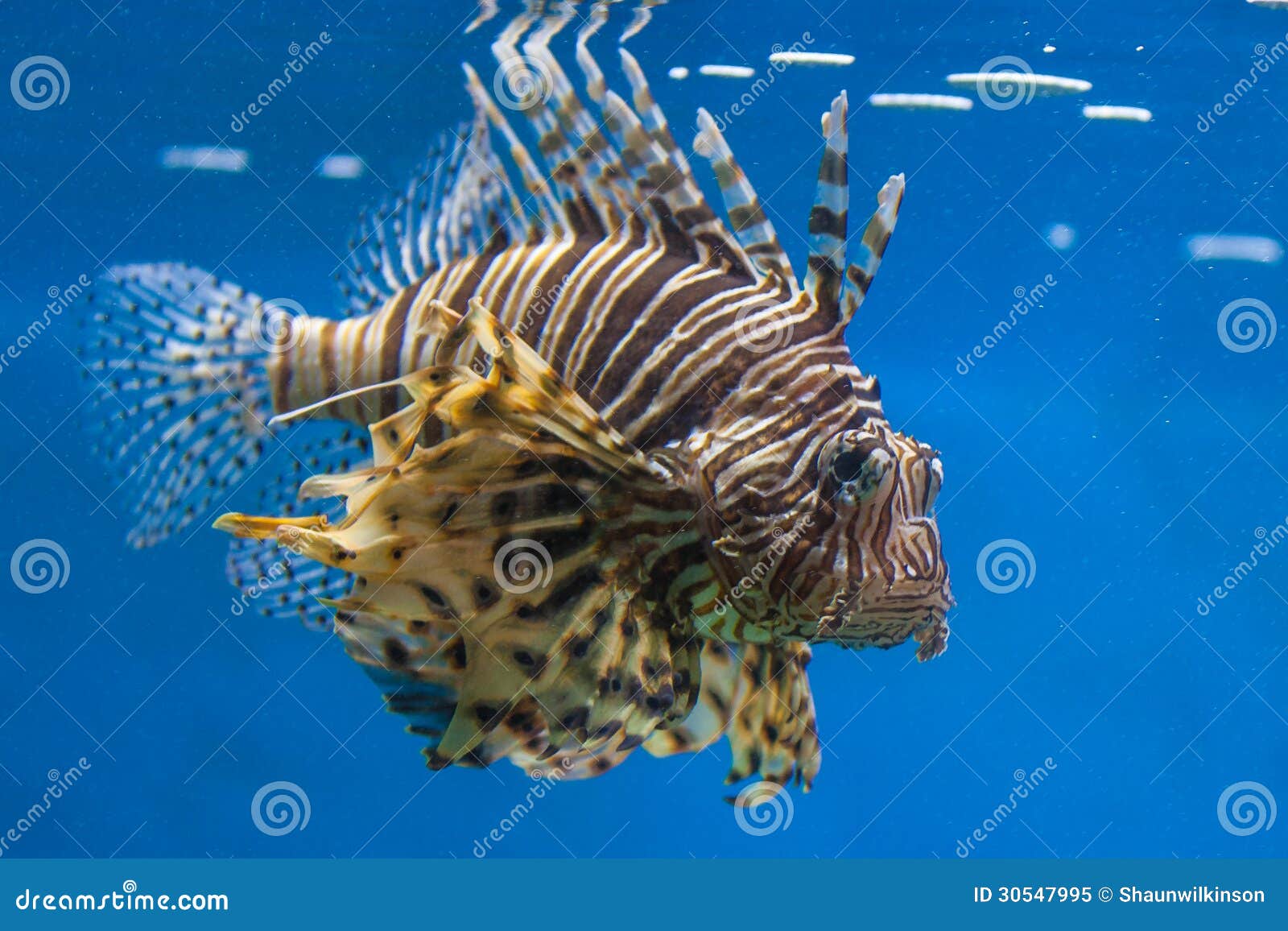 Rascasso imagem de stock. Imagem de wildlife, listras - 30547995