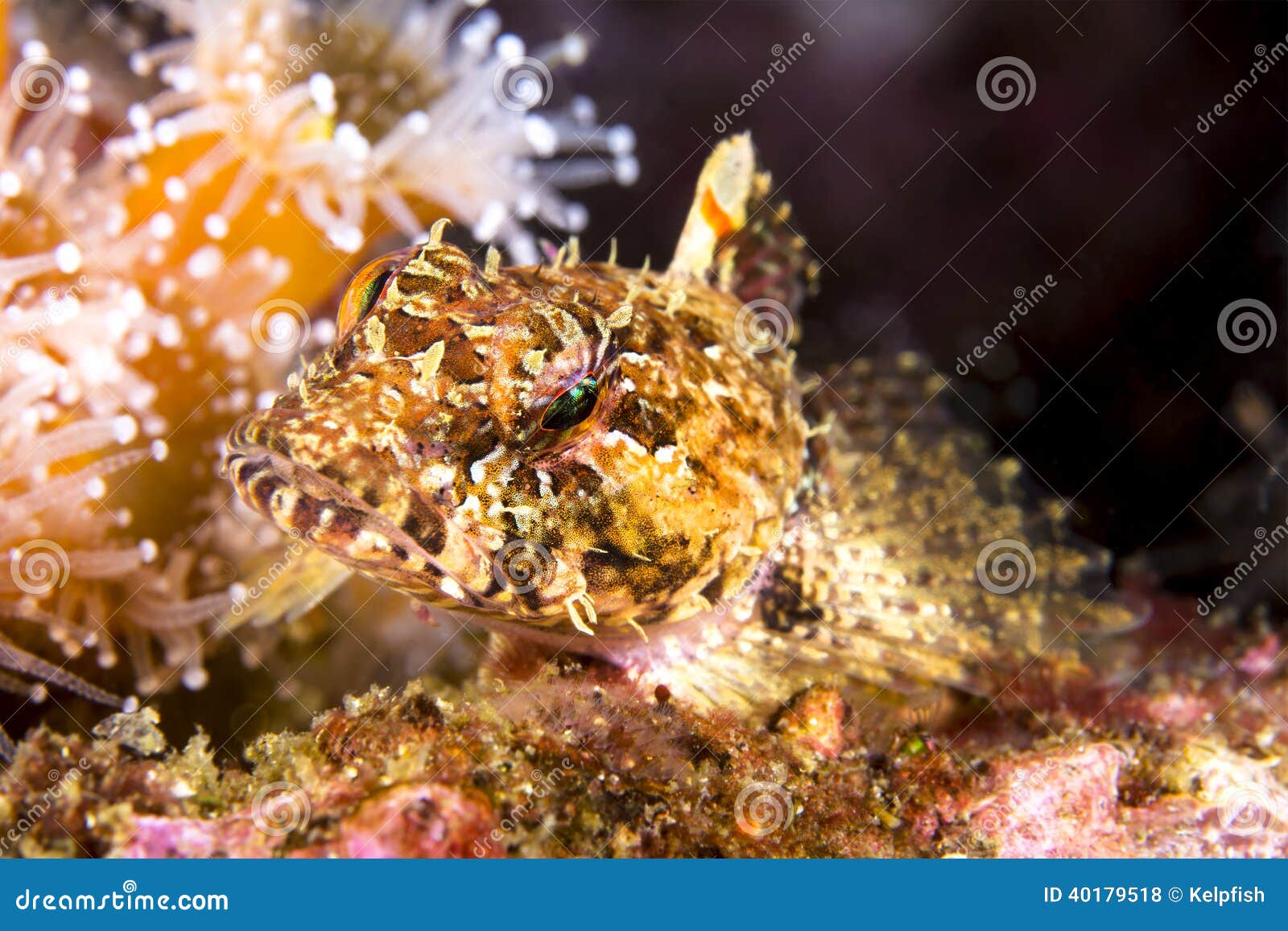 Rascasso foto de stock. Imagem de recife, wildlife, boca - 40179518