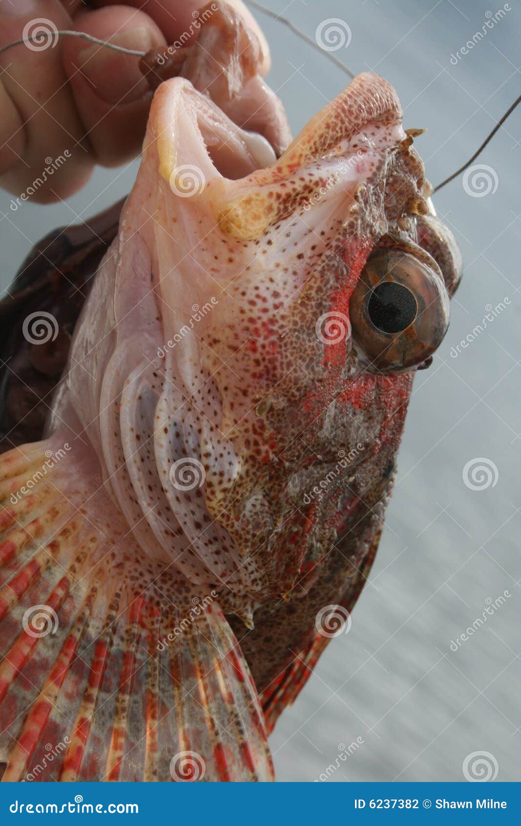 Rascasso do mar foto de stock. Imagem de aletas, peixes - 6237382