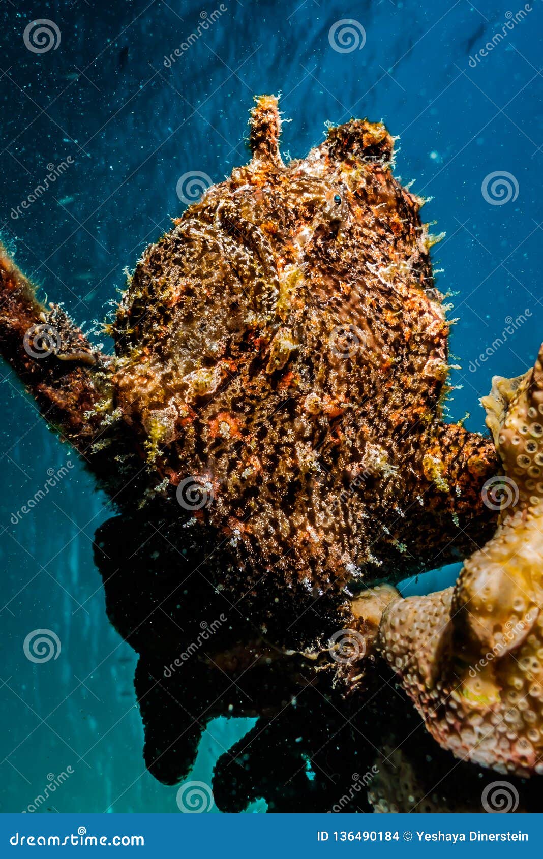 Rascasso no Mar Vermelho foto de stock. Imagem de azul - 136490184