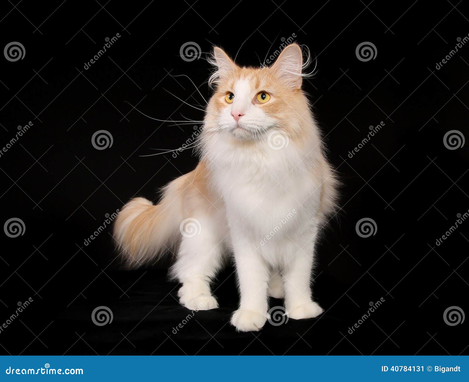 Rasechte Noorse boskat stock afbeelding. Image of huisdier - 40784131