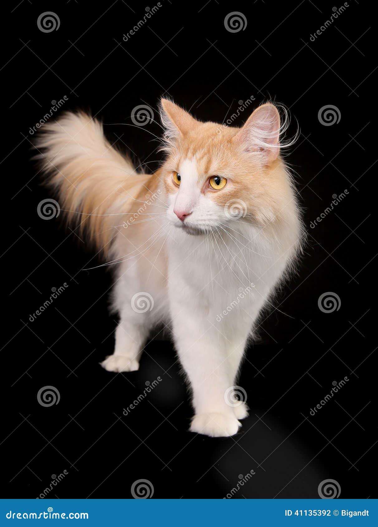 Rasechte Noorse boskat stock foto. Image of mooi, binnenlands - 41135392