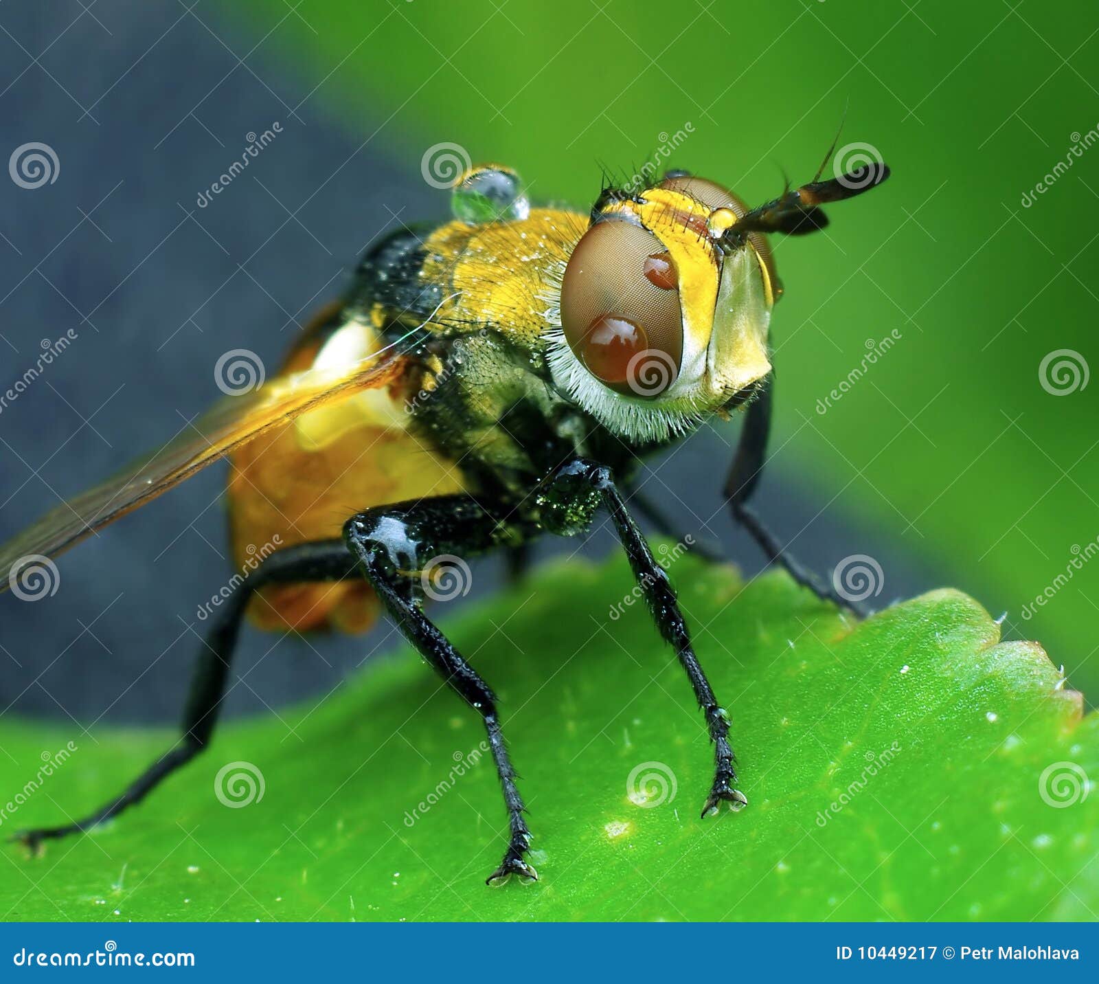 Rasgón imagen de archivo. Imagen de abeja, verde, detalle - 10449217