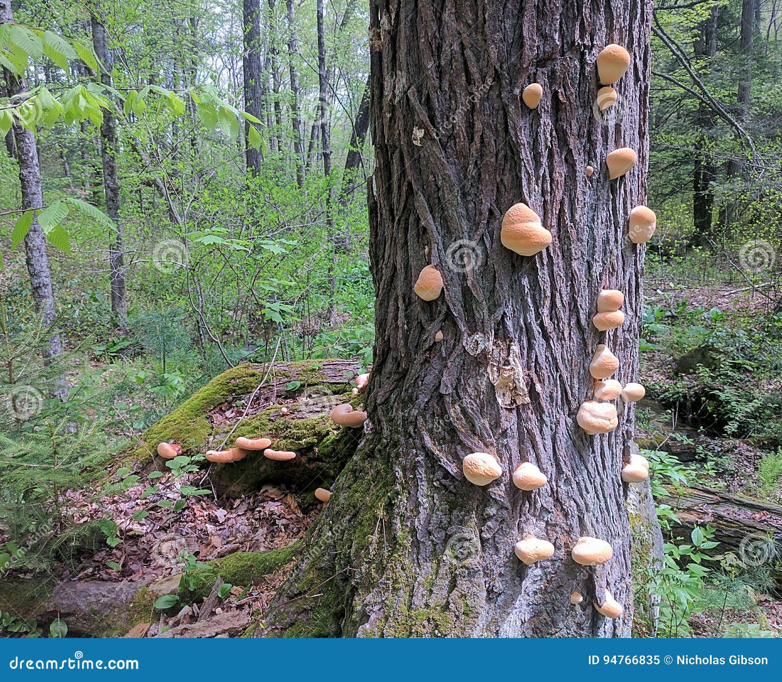 Rashi mushrooms stock image. Image of rashi, group, growing - 94766835