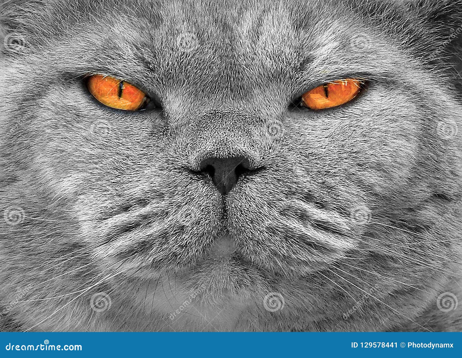 Raskat met de oranje ogen stock afbeelding. Image of bruut - 129578441