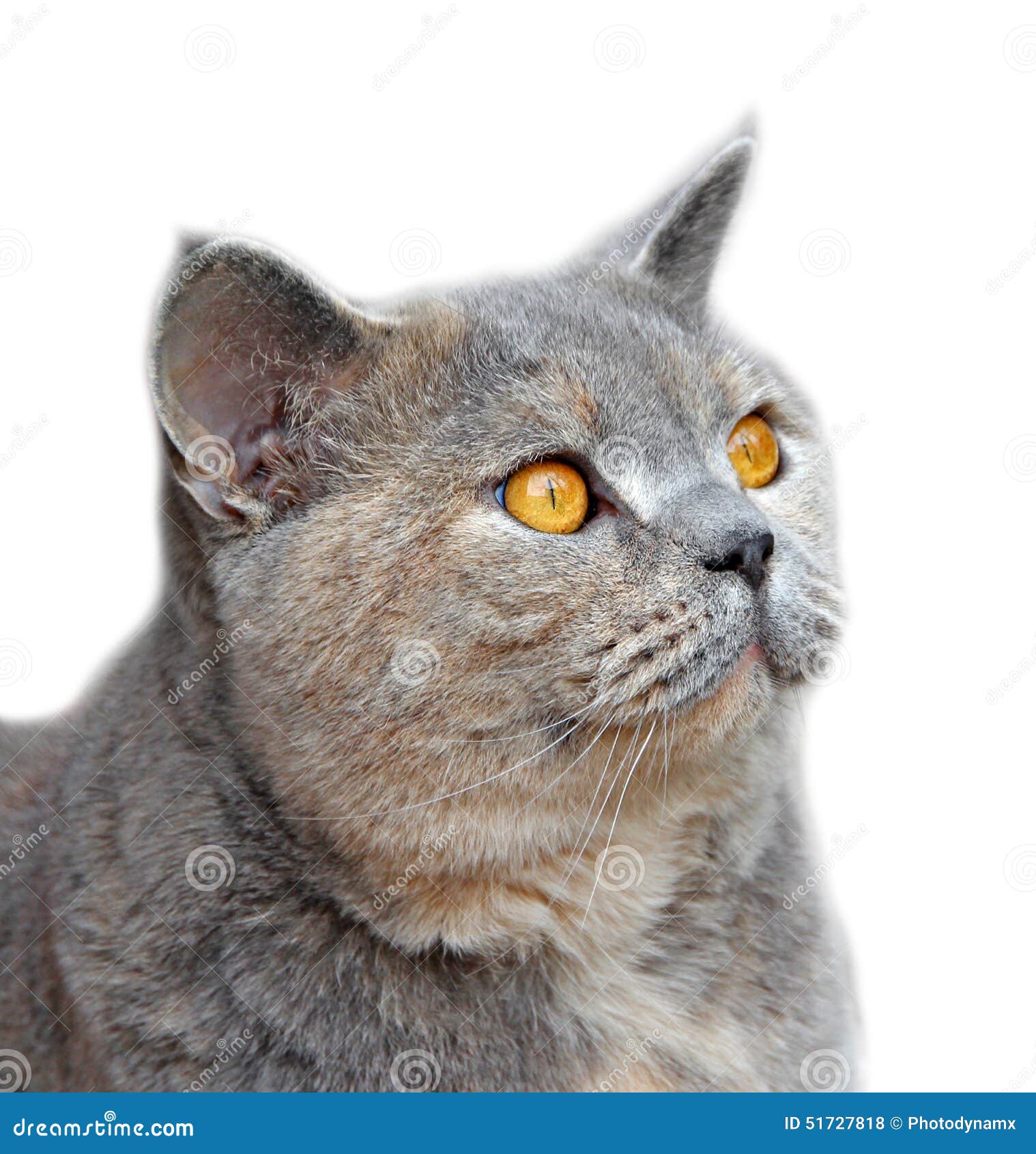 Raskatten zijprofiel stock foto. Image of knap, kant - 51727818